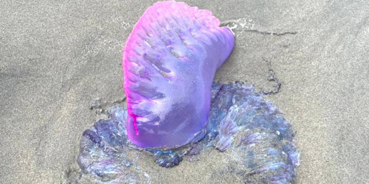 Fragata portuguesa vista en playas de Santa Verónica y Puerto Colombia