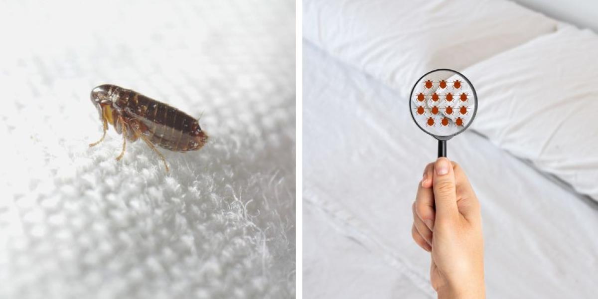 ¿Cómo puede eliminar las pulgas que invaden su casa? Le contamos