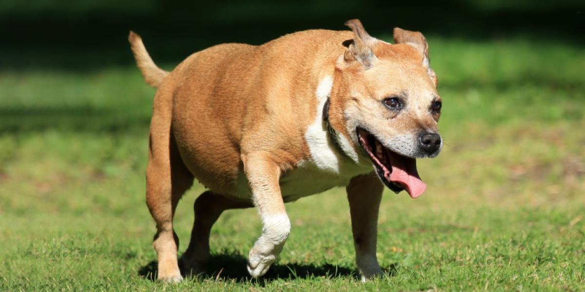 Perros obesos: los graves peligros que tiene el sobre peso en la salud ...