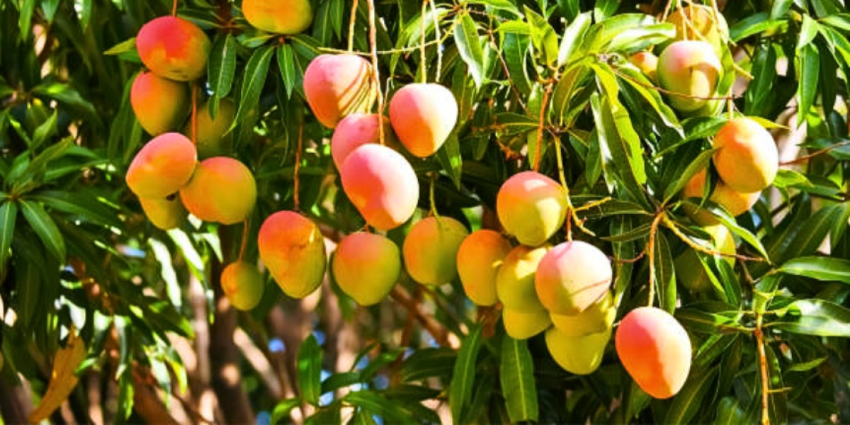 Estos son los beneficios de comer mango para la salud