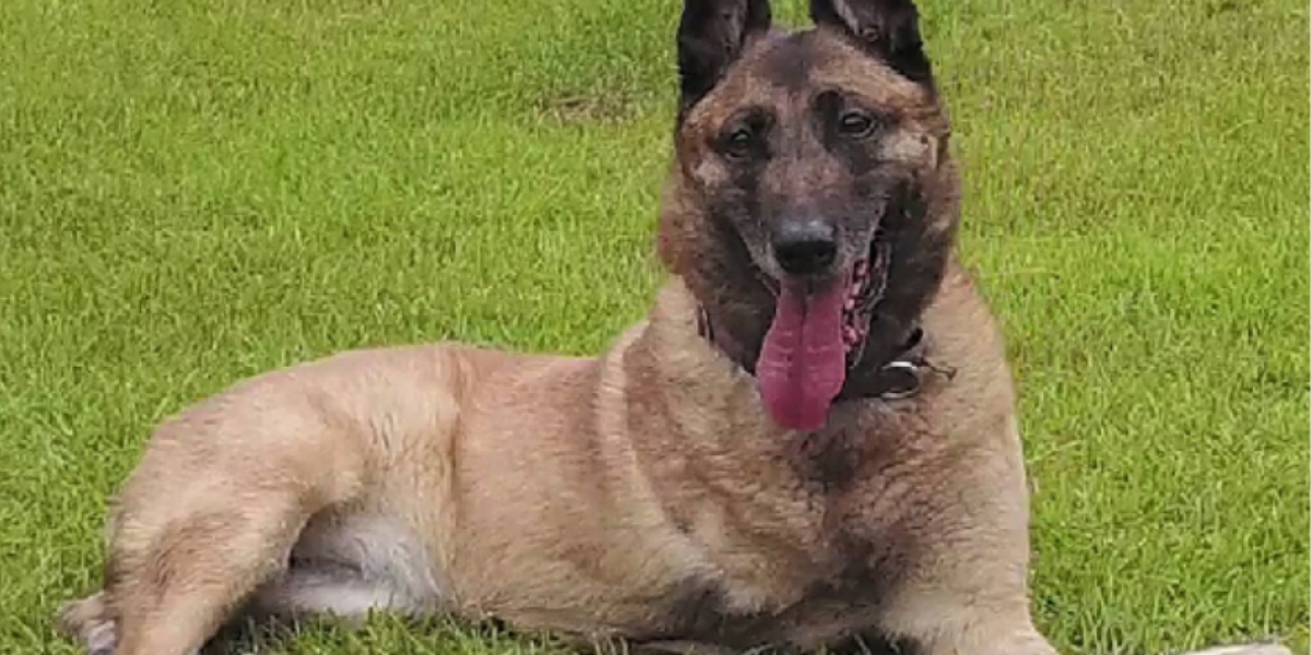 Layka, la perrita del Ejército de Estados Unidos que participó en la ...