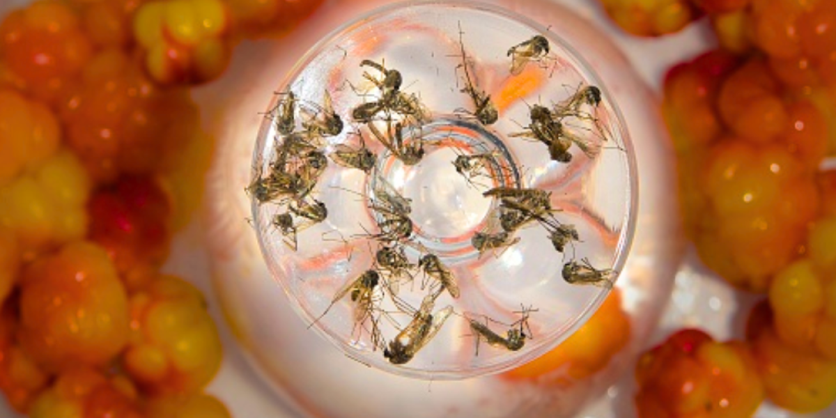 El truco infalible para eliminar las mosquitas de la cocina