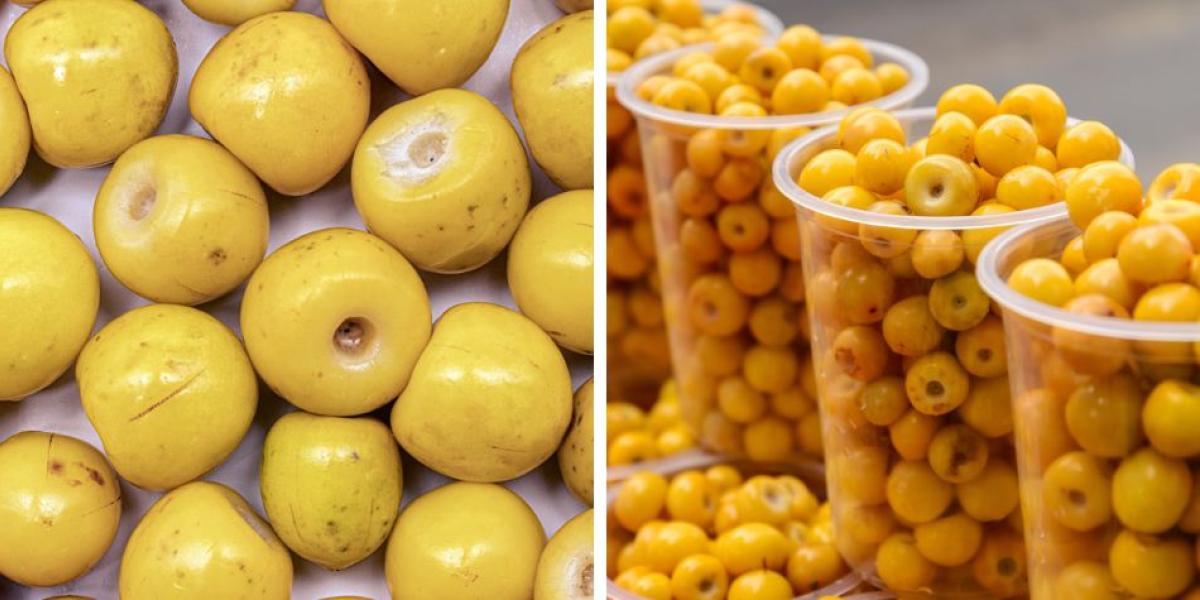 Beneficios del nanche: estas son las enfermedades que ayuda a combatir