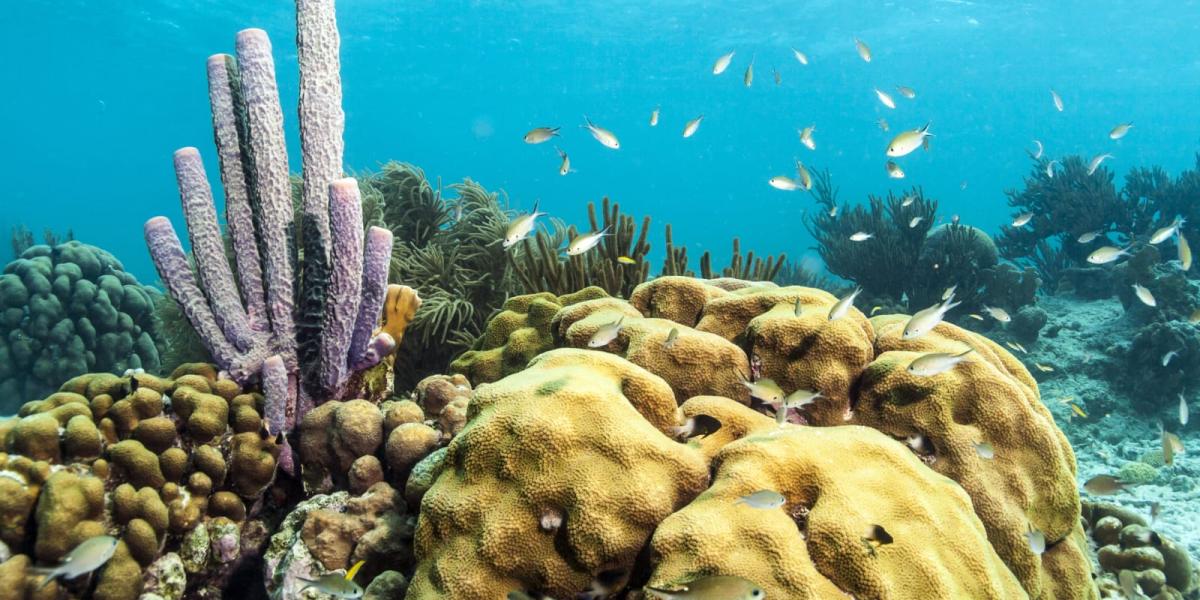 Un grupo de científicos colombianos busca salvar a los corales del ...