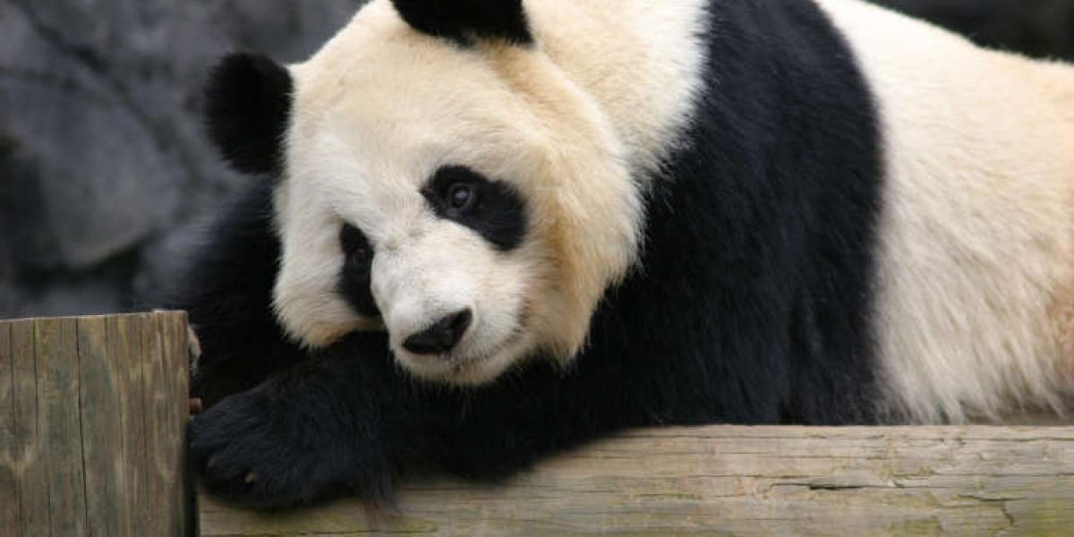 Una vuelta al mundo: la diplomacia con osos panda entre China y Estados ...