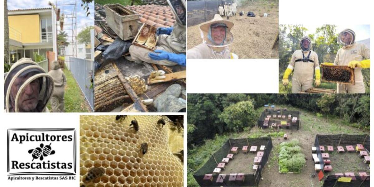 La empresa que rescata y reubica abejas por su ‘importancia para la ...