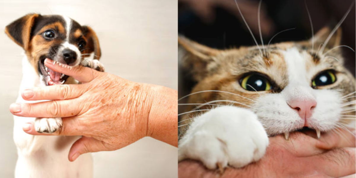 ¿Cómo actuar ante la mordedura de un animal? Doctor explica qué hacer ...