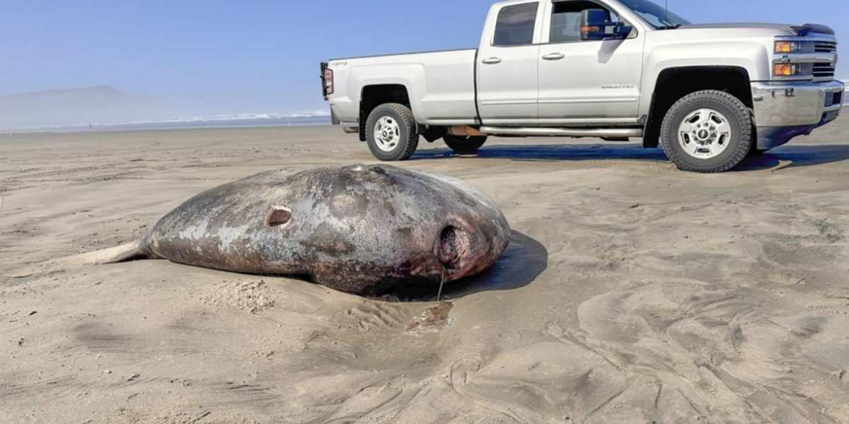 Pez gigante en una playa de EE. UU.: es parte de una nueva especie ...