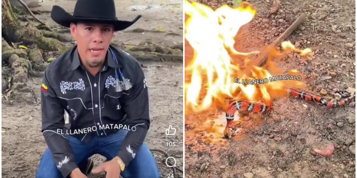 Influencer estaría matando y quemando serpientes vivas en el Llano ...
