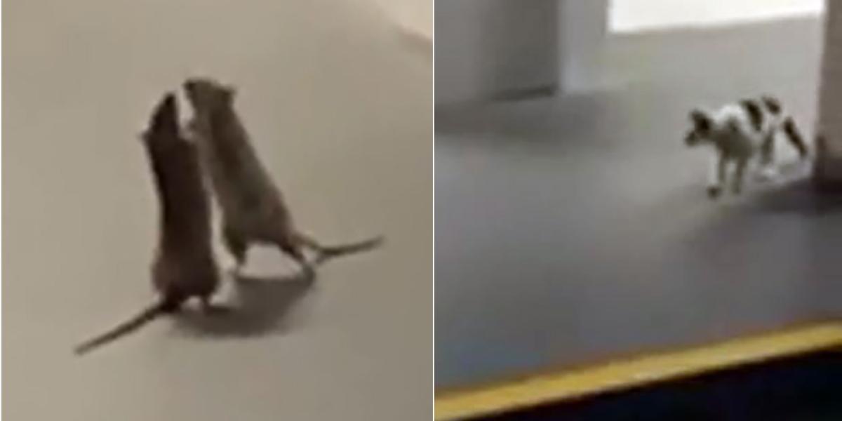 Así registraron la curiosa reacción de un gato que presenció una pelea ...