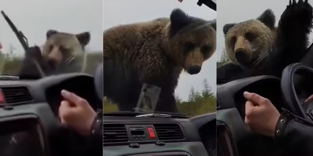 Impactante video: oso pardo ataca y se sube a un carro con pasajeros en ...