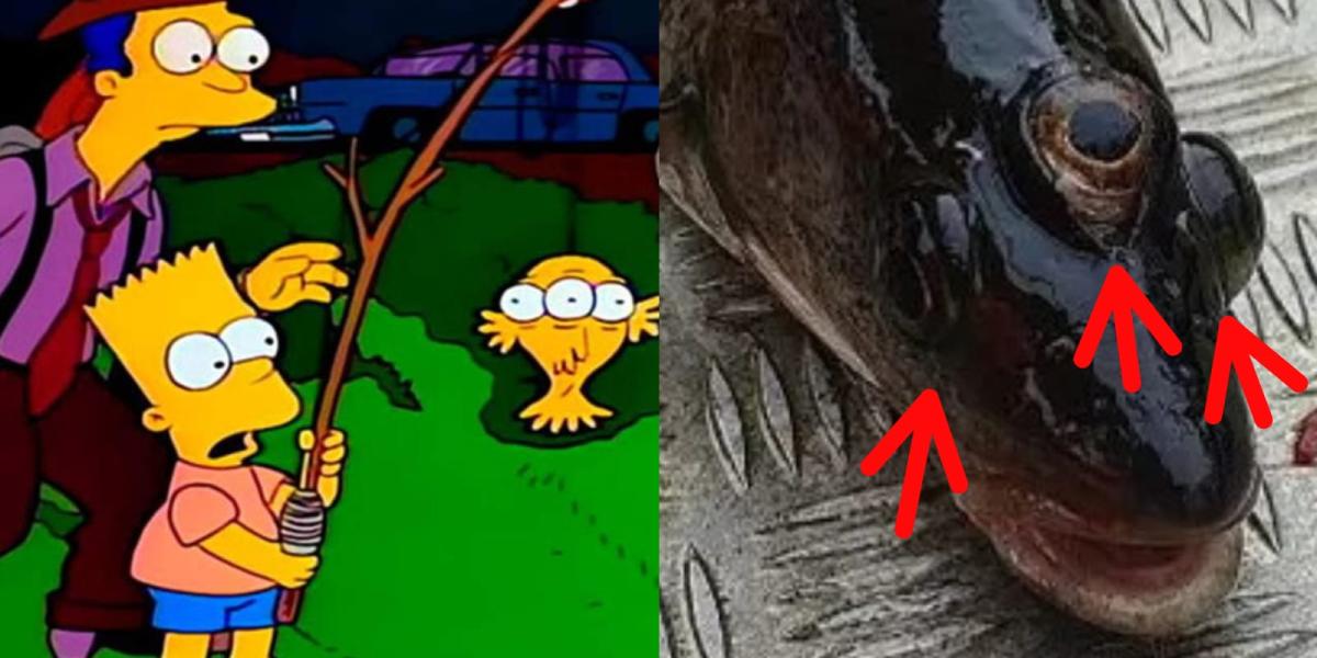 ¿Los Simpson lo hicieron de nuevo? Este es el pez de tres ojos que causó sensación en redes