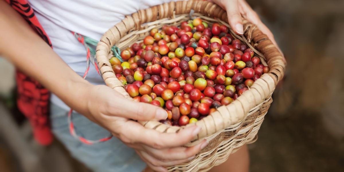Calarcá, un destino que celebra el café y la cultura