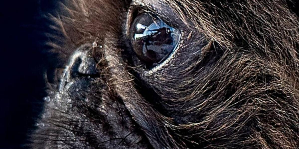 El perro de Los Ángeles que ganó US$5.000 por el título del 'más feo ...