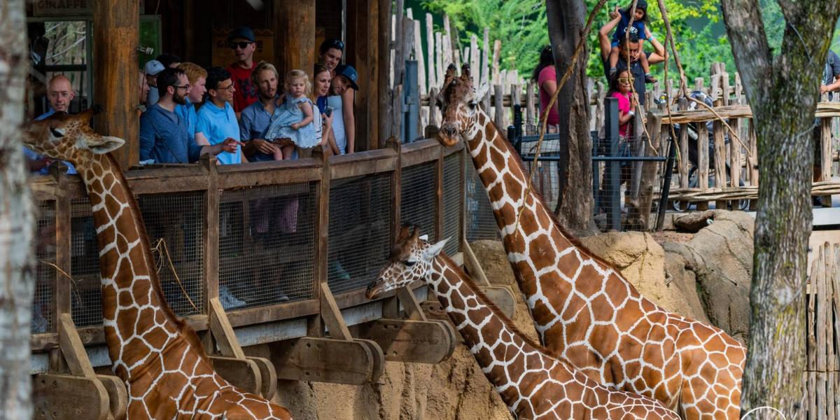 Texas: estos 2 días la entrada del Dallas Zoo costará solo 1 dólar