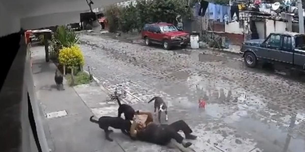 Terrible ataque de perros a una adulta mayor en México: 'Llamen a una ambulancia'