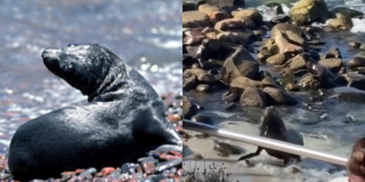 California: dramático video del ataque de un león marino a bañistas en ...