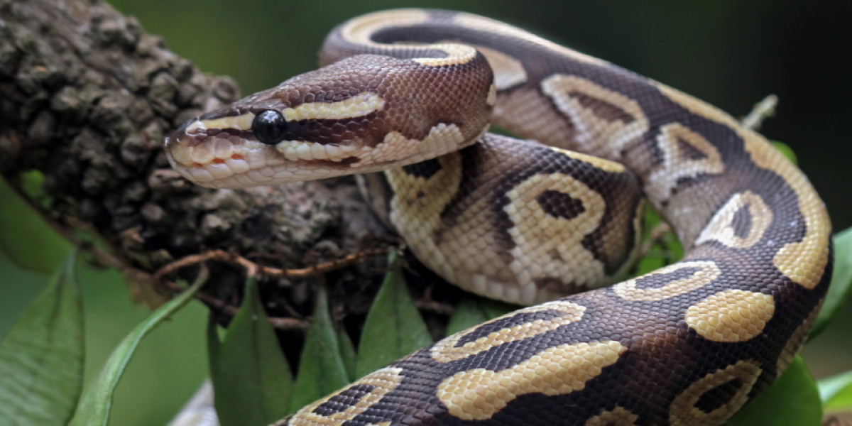 Mujer asesinada por una pitón: ¿cómo es que el animal logra tragarse un cuerpo humano?
