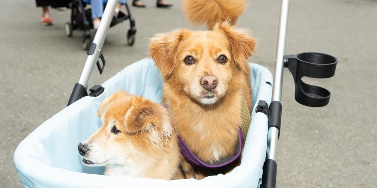 ¿Mimamos demasiado a nuestras mascotas? Esto dicen los expertos