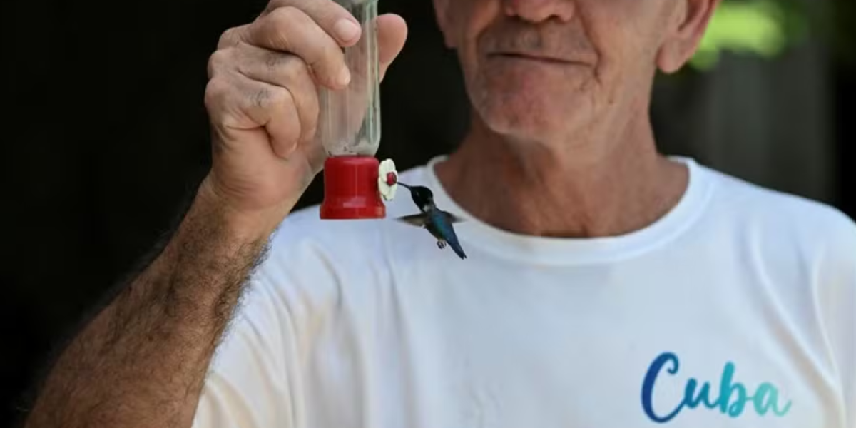 Colibrí abeja: así es la especie de ave más pequeña del mundo que mide ...