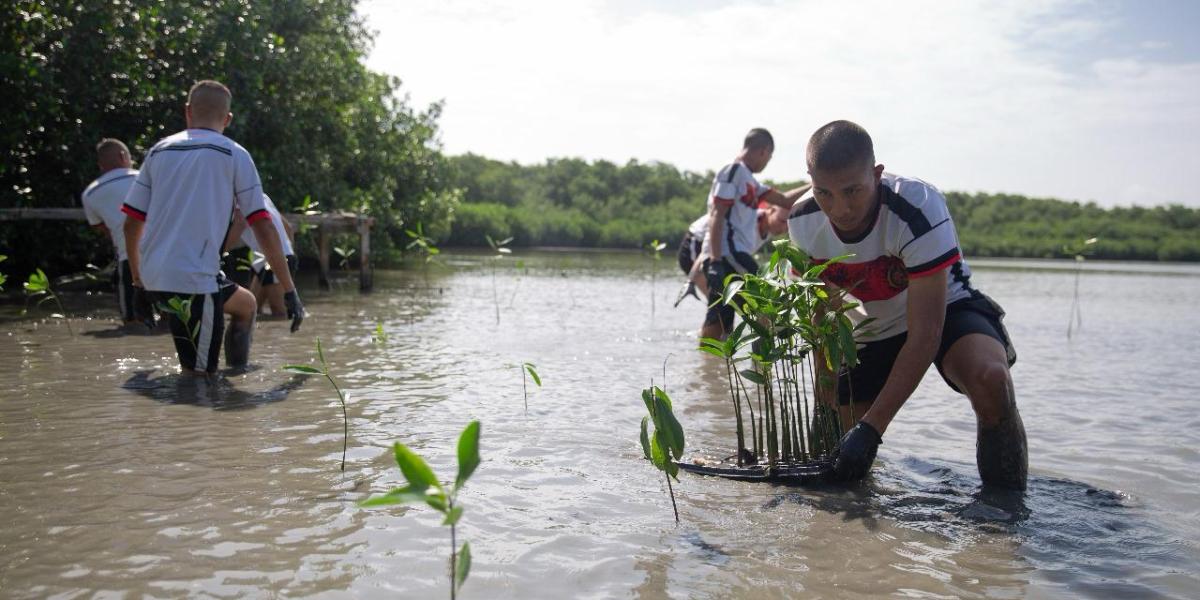 Barranquilla: siembran 10.000 plántulas de mangle en la ciénaga de ...