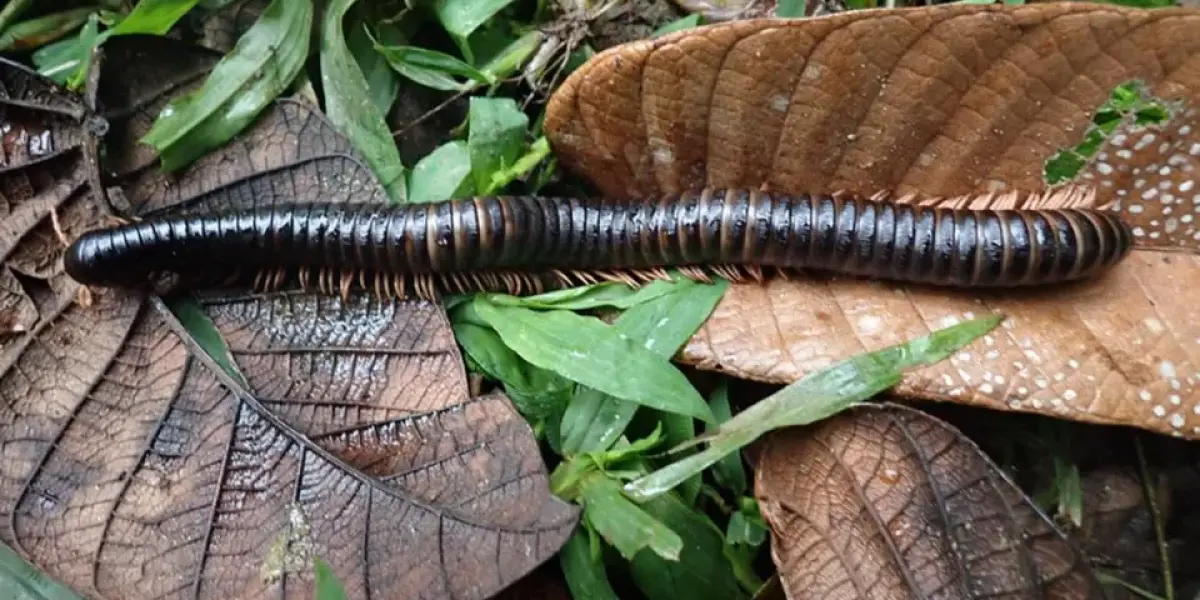 Encontraron especie de milpiés ‘gigante’ que estuvo perdida para la ...