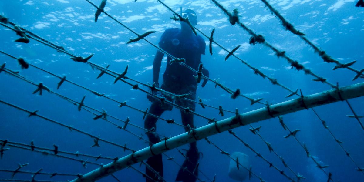 Un millón de corales: así logró Colombia marcar un hito global por la ...
