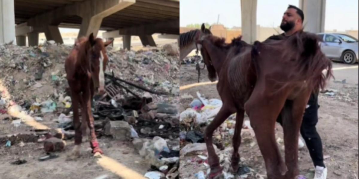 Primer Plano De Un Caballo Enfermo El Caballo Enfermo Con El