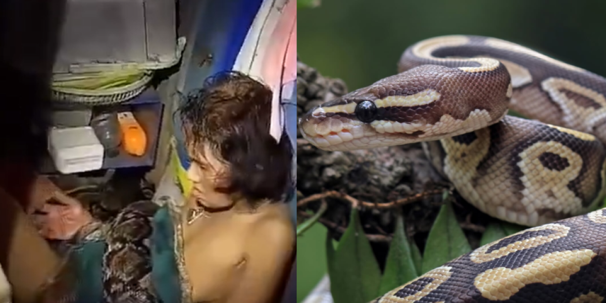 Mujer es rescatada tras quedar atrapada por una pitón gigante durante ...