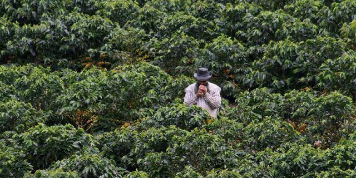 ¿Por qué el café de Planadas, Tolima, conquista a los compradores del ...