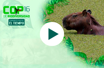 COP16: ¿Qué es, por qué es importante y qué le deja a Colombia la Cumbre de Biodiversidad?