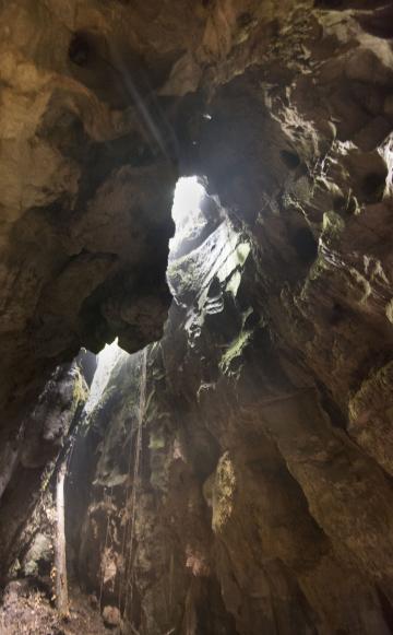 Los peces ciegos que habitan en las cavernas: Colombia Subterránea