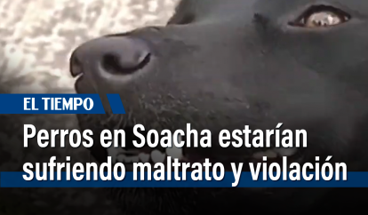 Soacha: denuncias de maltrato animal en perros y gatos
