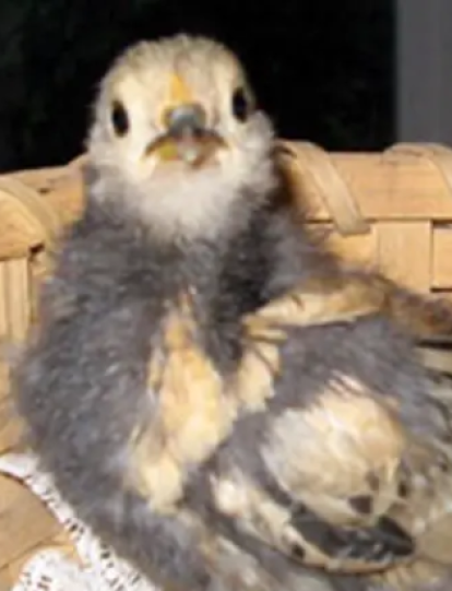 La historia de la gallina más vieja del mundo: Peanut vivió 21 años y ...