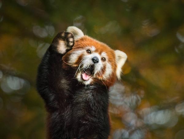 Panda rojo: conozca este adorable animal que está en peligro de extinción