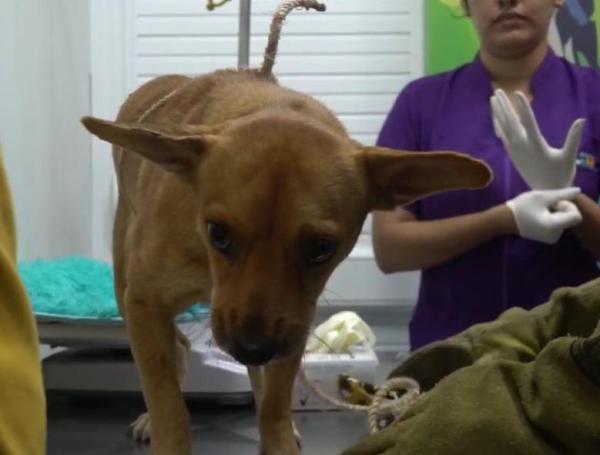 Barrancabermeja:perro fue colgado y amarrado a un poste de luz por ...