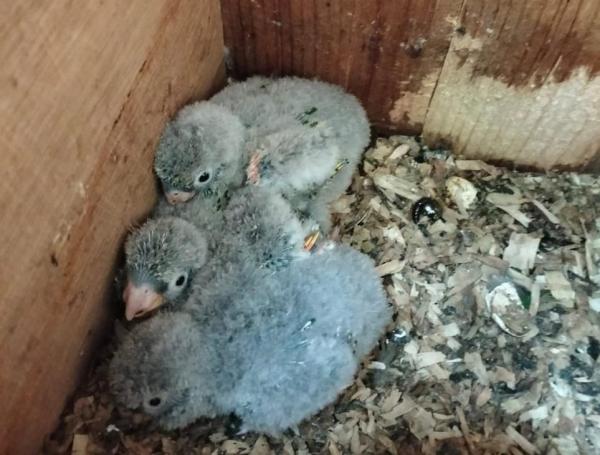 Periquito aliamarillo: por primera vez se registra nacimiento de crías ...