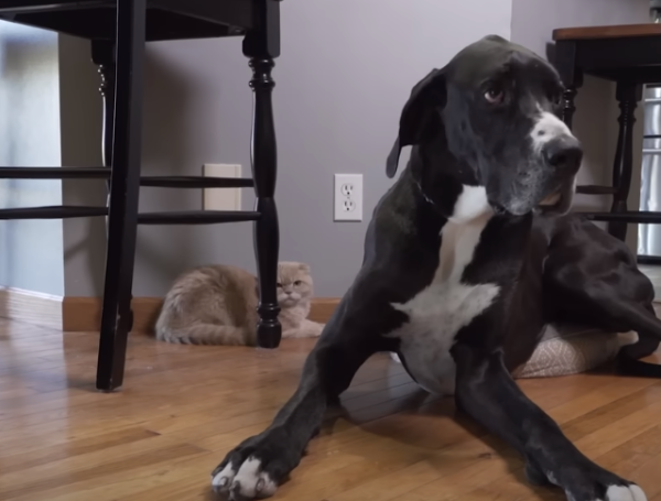 Kevin, el perro más alto del mundo, murió una semana después de romper ...