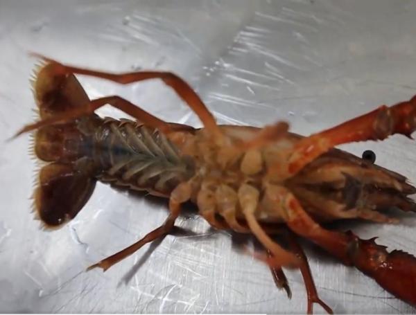 Santander:Hallan langostino rojo que es perjudicial para la salud del ...