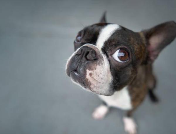 Los perros de hocico corto, como los bulldogs y pugs, son más propensos ...