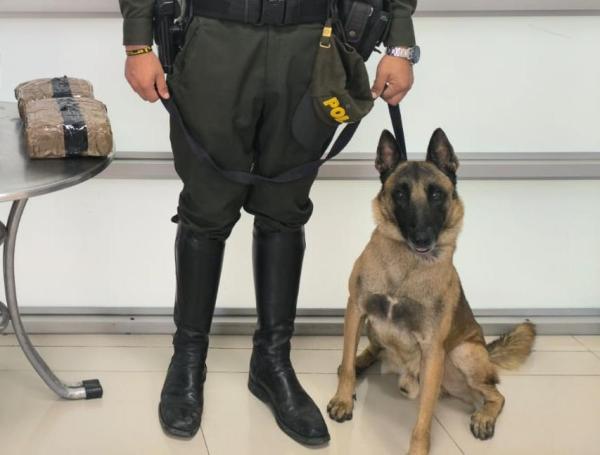 el perro Pastor Alemán que combate el narcotráfico en Cartagena