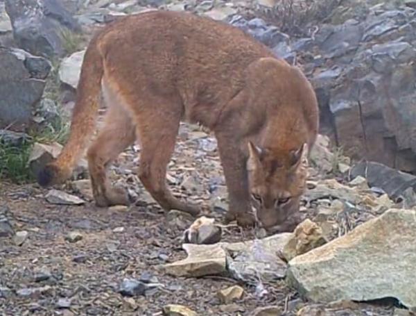 ¿Qué le pasó a Orus? El Zoológico de Cali explica cómo se dio la muerte del puma que logró ...