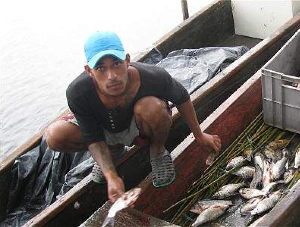 Peligros y riesgos del consumo de pescado basa