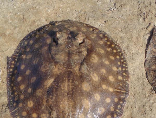 Descubren cuatro especies de rayas en la Orinoquia colombiana