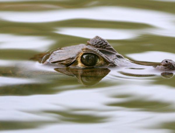 Foto muestra una babilla gigante en lago del sur de Cali