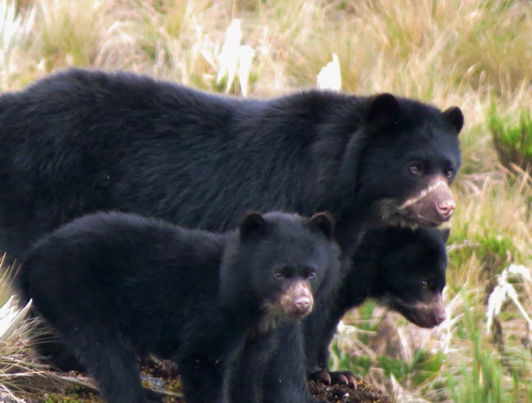 Oso andino: ¿qué tan bien conservada está la especie?