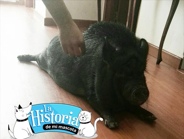 La historia de tener un cerdo mini pig como mascota