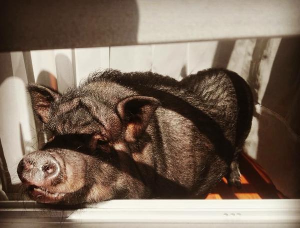 La historia de tener un cerdo mini pig como mascota