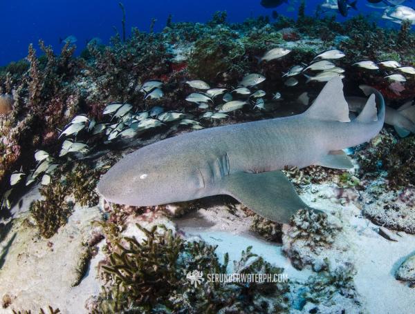 Hallan nuevas especies de corales y tiburones en la Serranilla