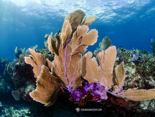 Hallan nuevas especies de corales y tiburones en la Serranilla
